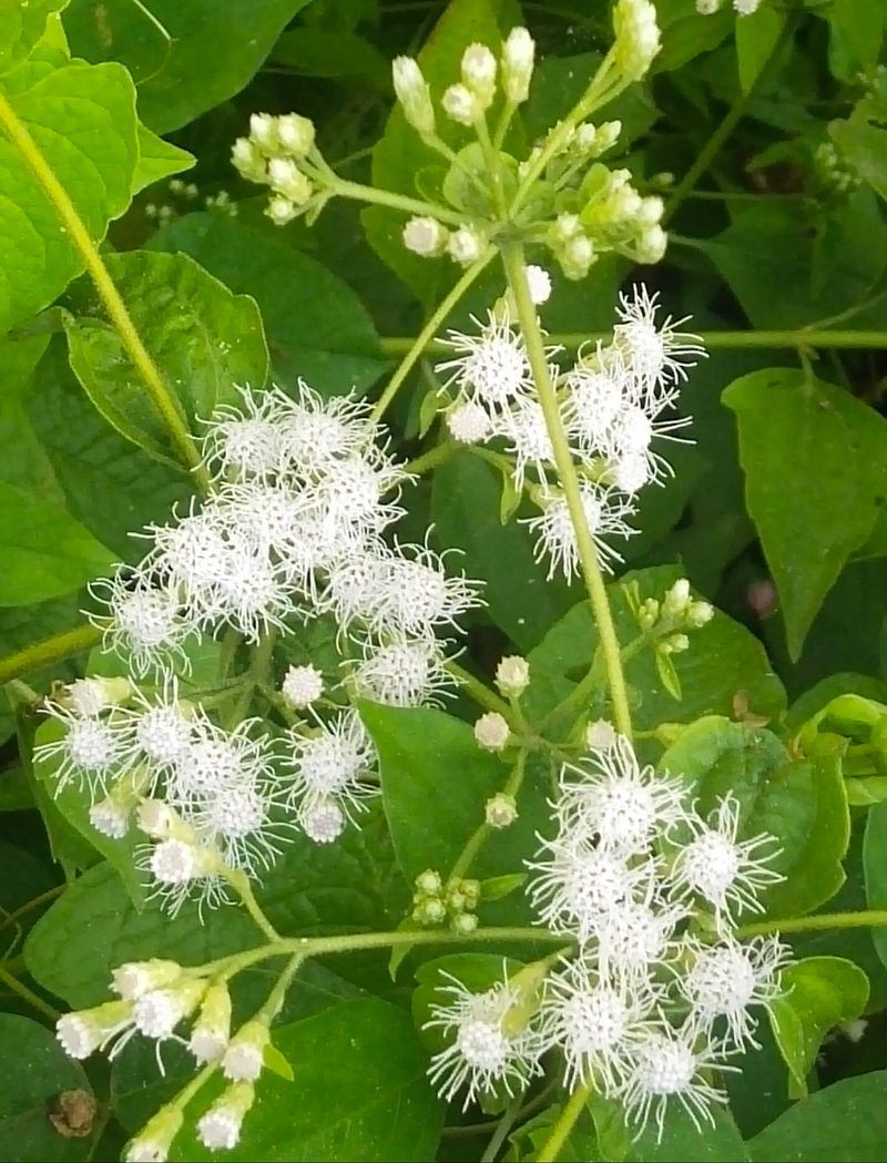 akintola aka devil weed's: a plant with a powerful history by stealthy ...